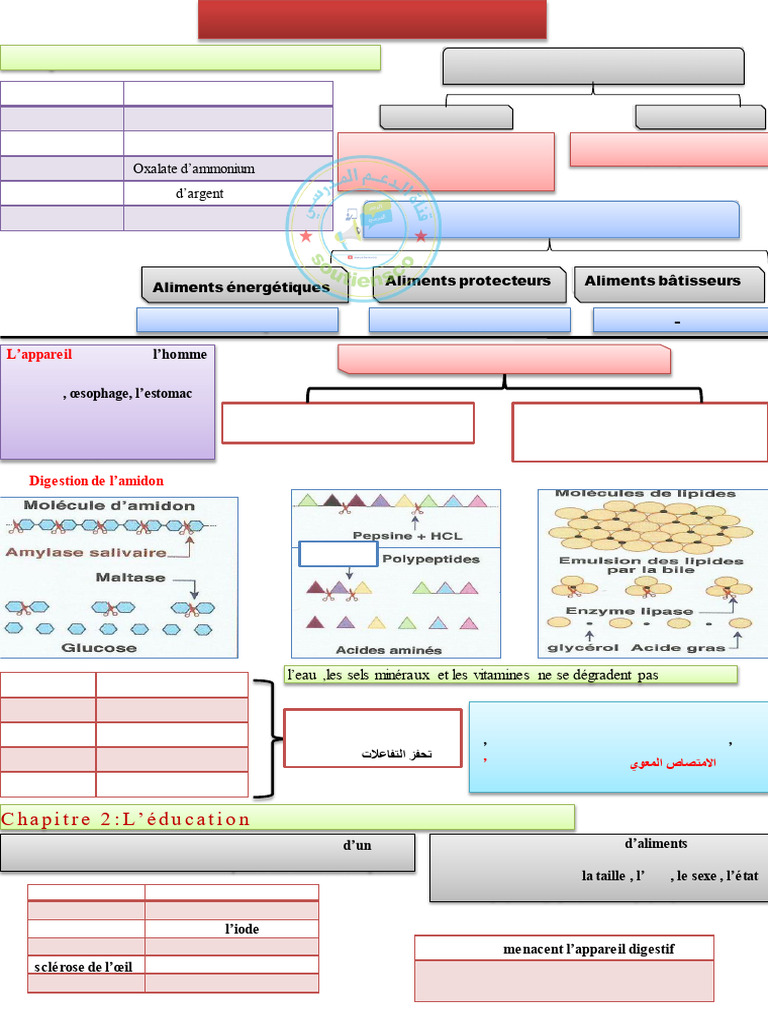 Résumé sur les aliments et digestion 3AC | PDF | Tractus gastro ...