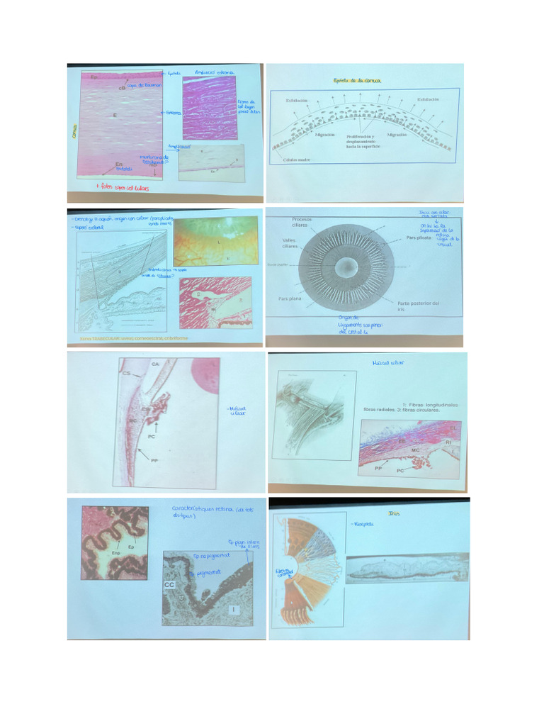 Wuolah Free Examen Final Imatges Gulag Free | PDF