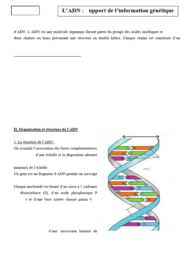 ADN Support de Linformation Génétique Seconde Cours | PDF