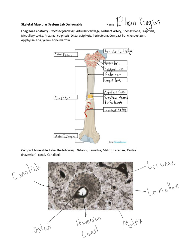 Skeletal Muscular System Lab Deliverable | PDF
