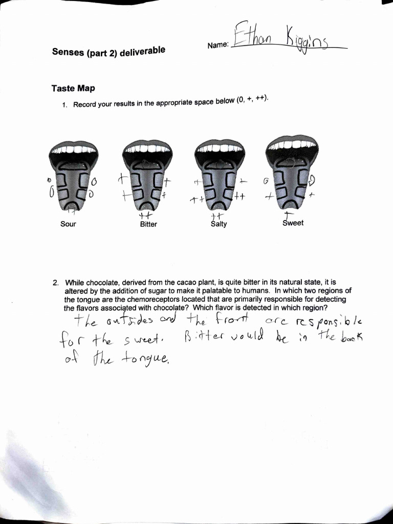 Sense Receptors Deliverable | PDF