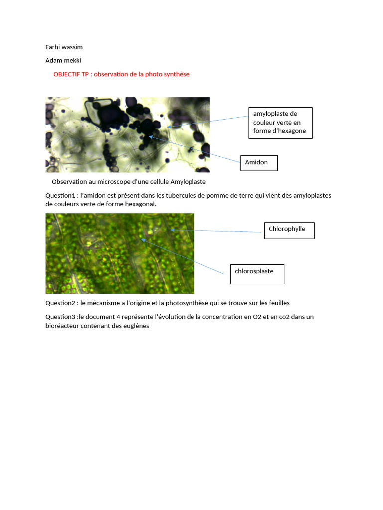Wassim Adam TP SVT Photosynthese | PDF
