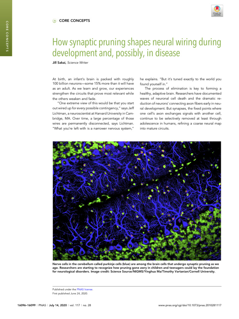 Sakai 2020 How Synaptic Pruning Shapes Neural Wiring During Development and Possibly in Disease ...