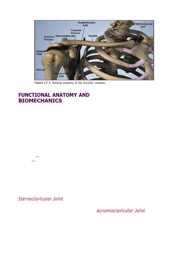 Functional Anatomy and Biomechanics - Shoulder | PDF | Shoulder ...