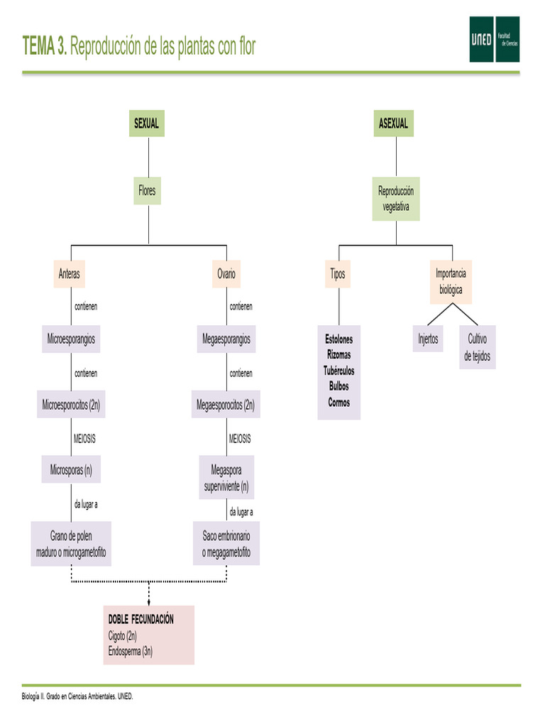 Mapa Conceptual TEMA 3 | PDF
