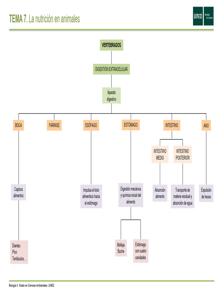 Mapa Conceptual TEMA 7 | PDF