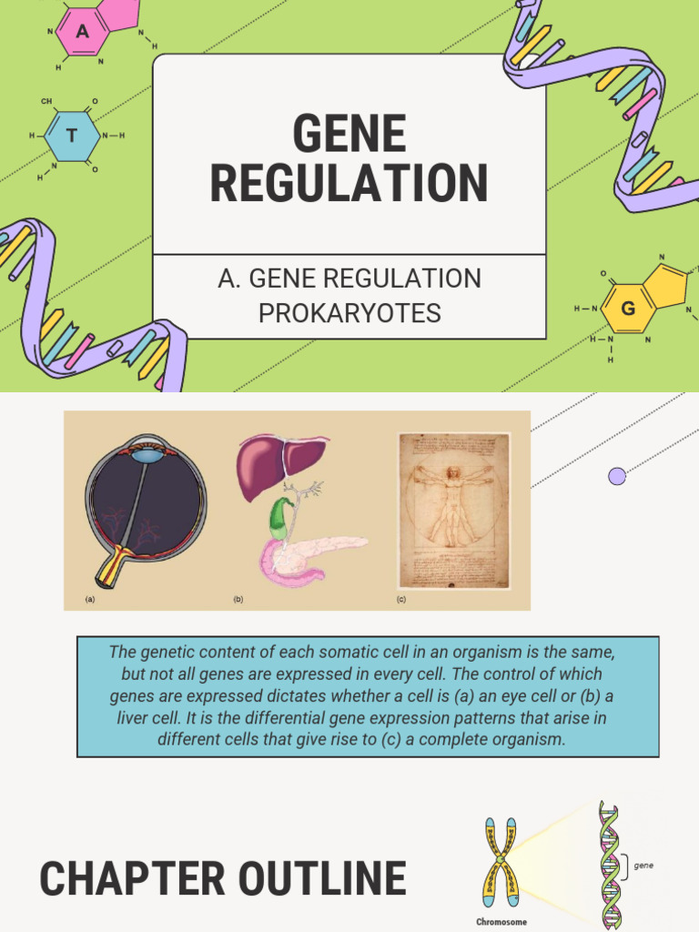 Gene Regulation Prokaryotes | PDF | Gene | Science & Mathematics