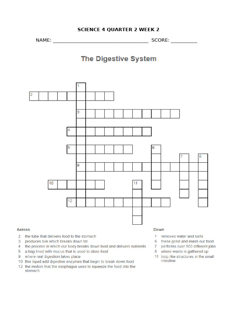 Digestive System Crossword Puzzle | PDF