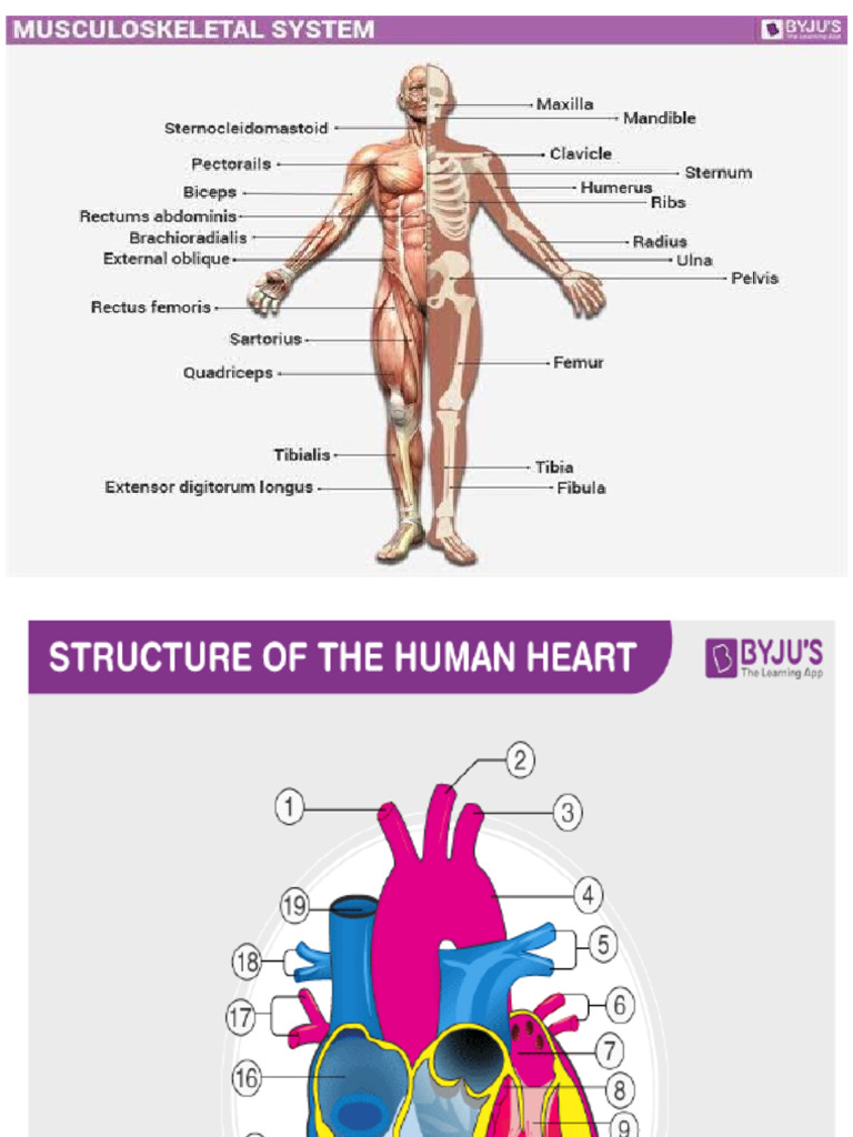 Human Systems Chart | PDF