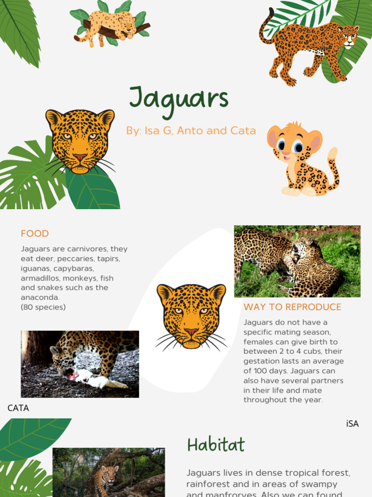 Jaguars | PDF