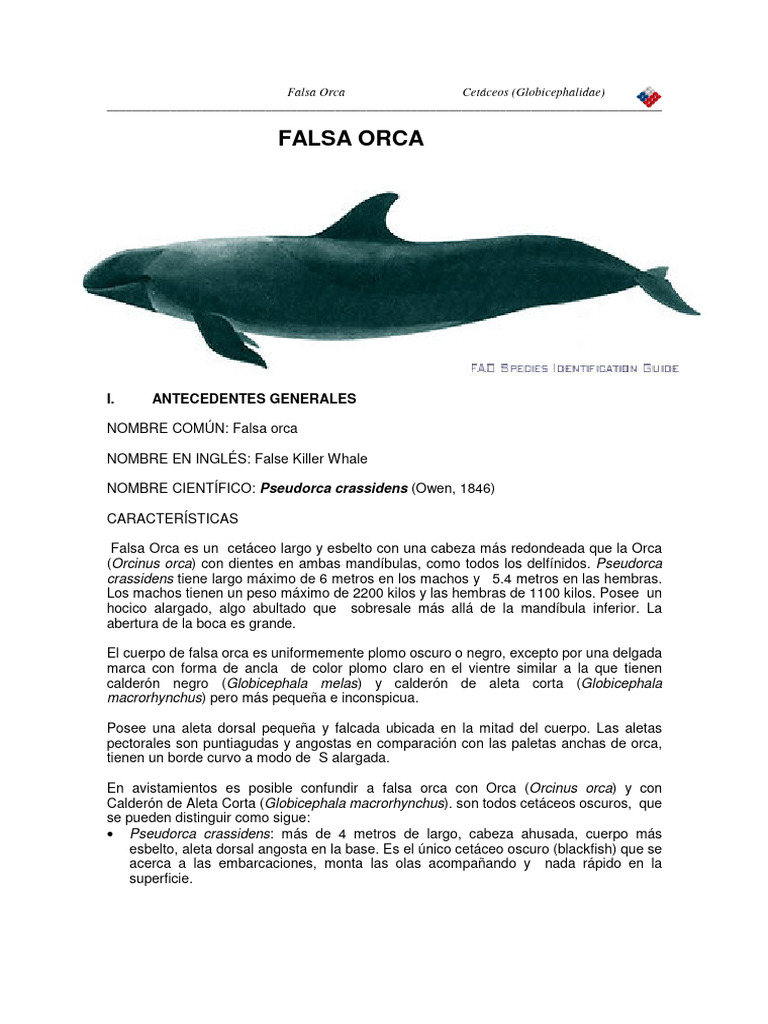 Falsa Orca | PDF