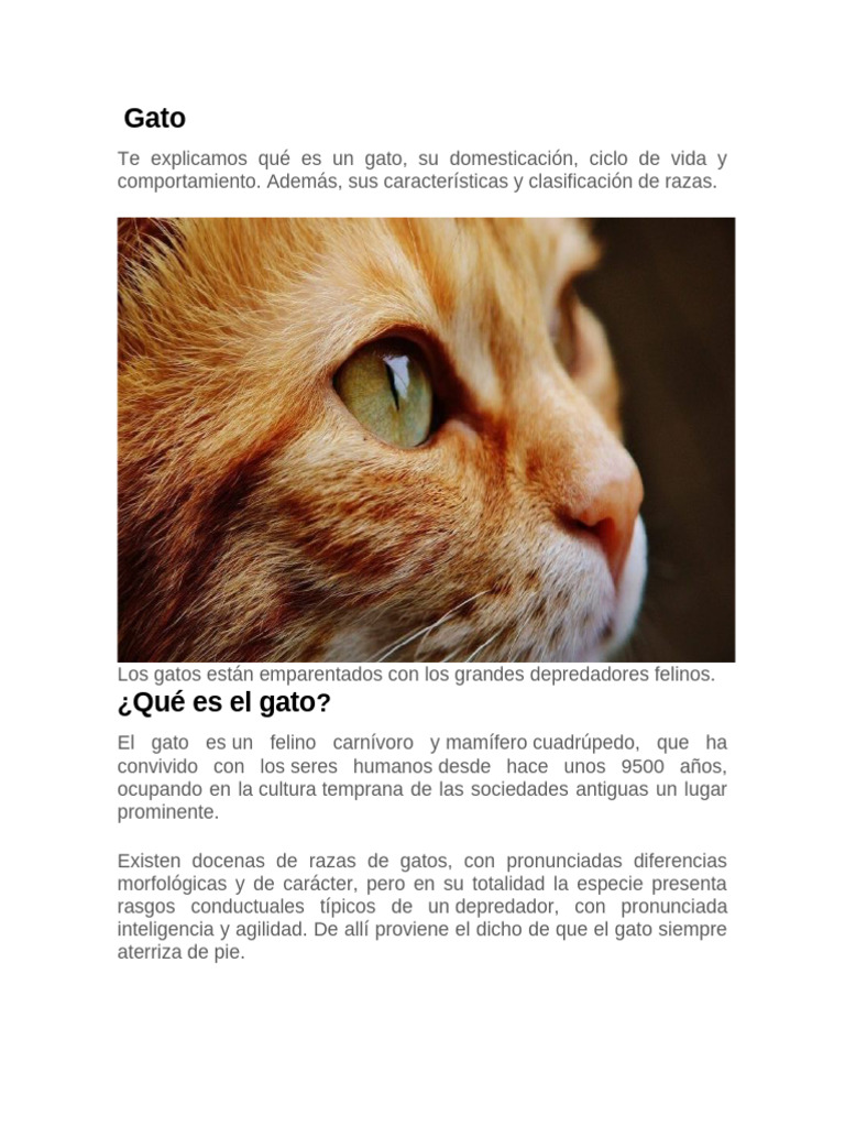 Qué Es Un Gato | PDF