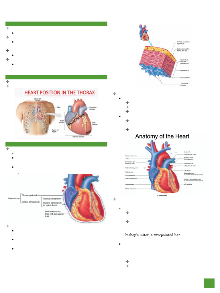 Functions of The Heart | PDF | Heart Valve | Heart