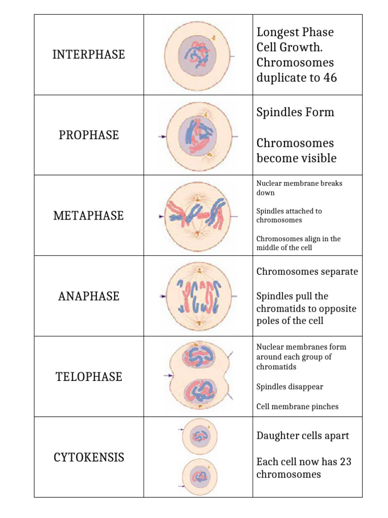 Mitosis Matching Game | PDF