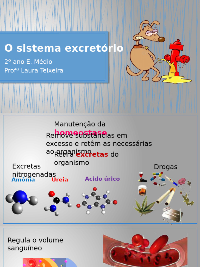 O Sistema Excretório | PDF