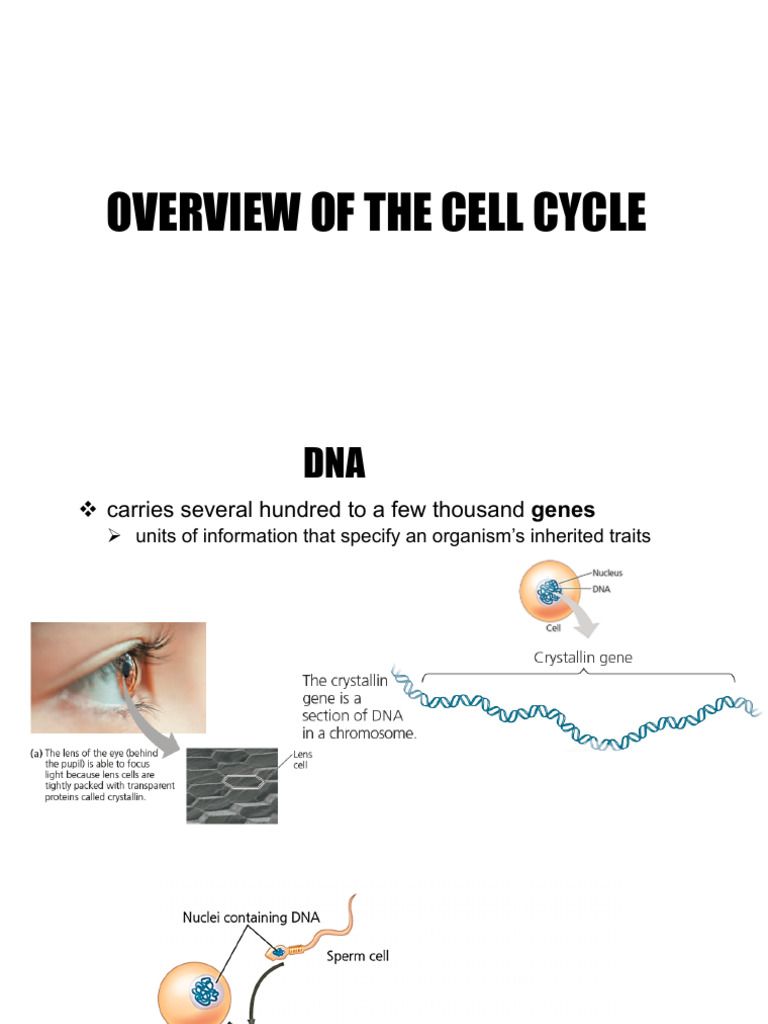 CHAPTER-II-part-2 | PDF