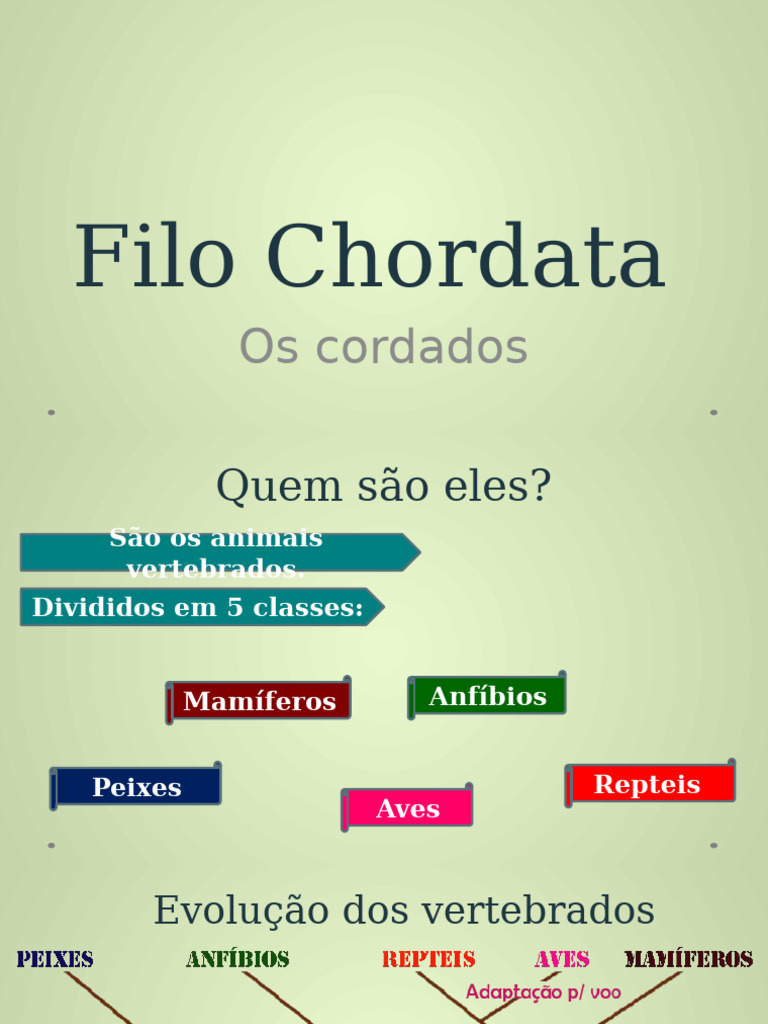 13 Filo Chordata | PDF