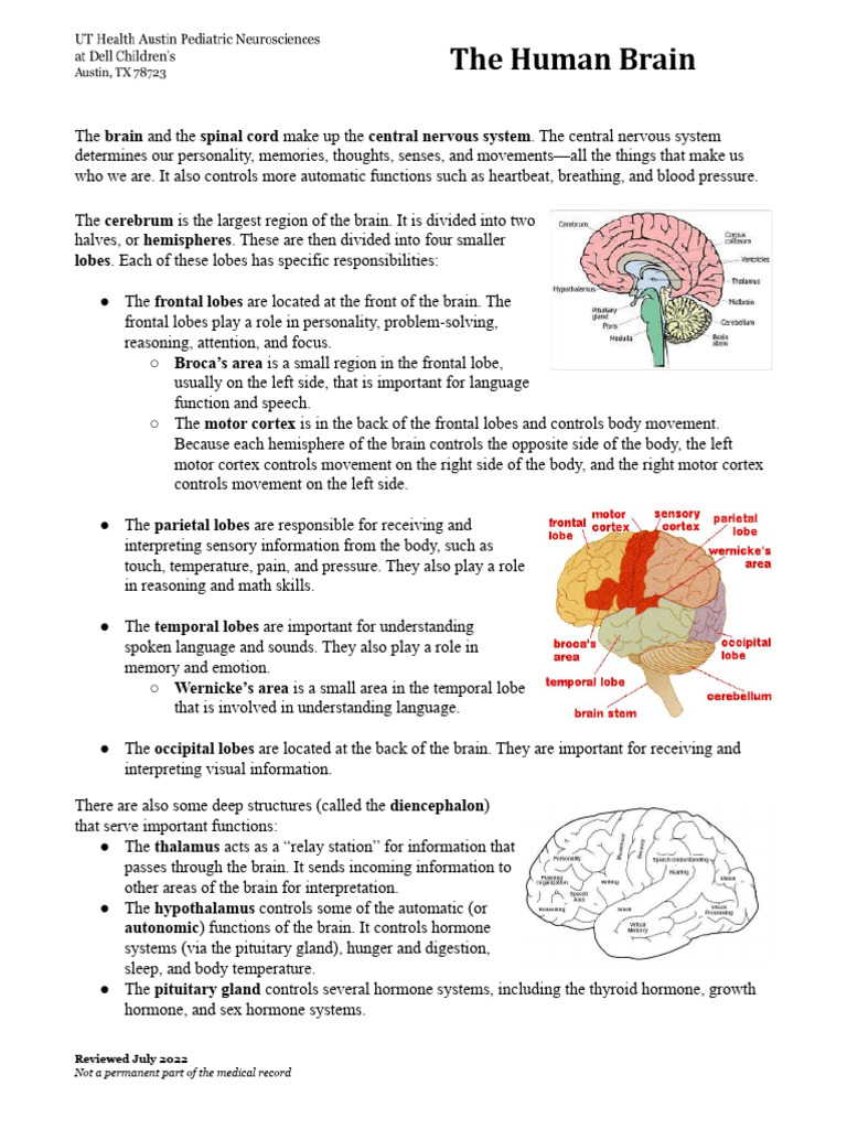 Neurology Brain Anatomy | PDF