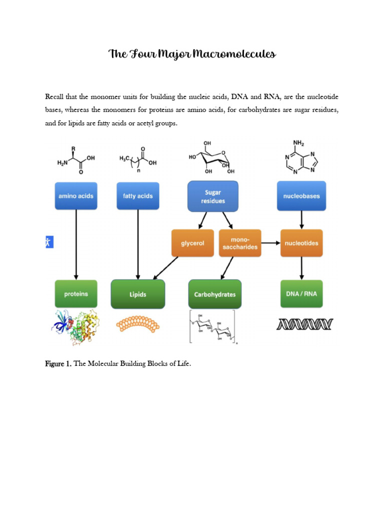 The Four Major Macromolecules Protein | PDF | Amino Acid | Proteins