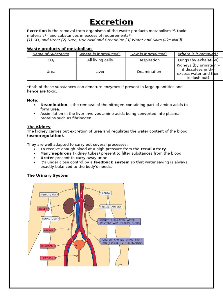 13 - Excretion | PDF