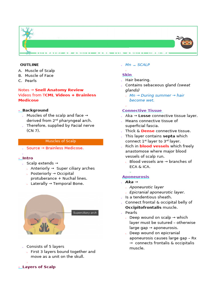 01 - Muscles of Scalp & Face - Head and Neck Anatomy | PDF | Human Nose ...