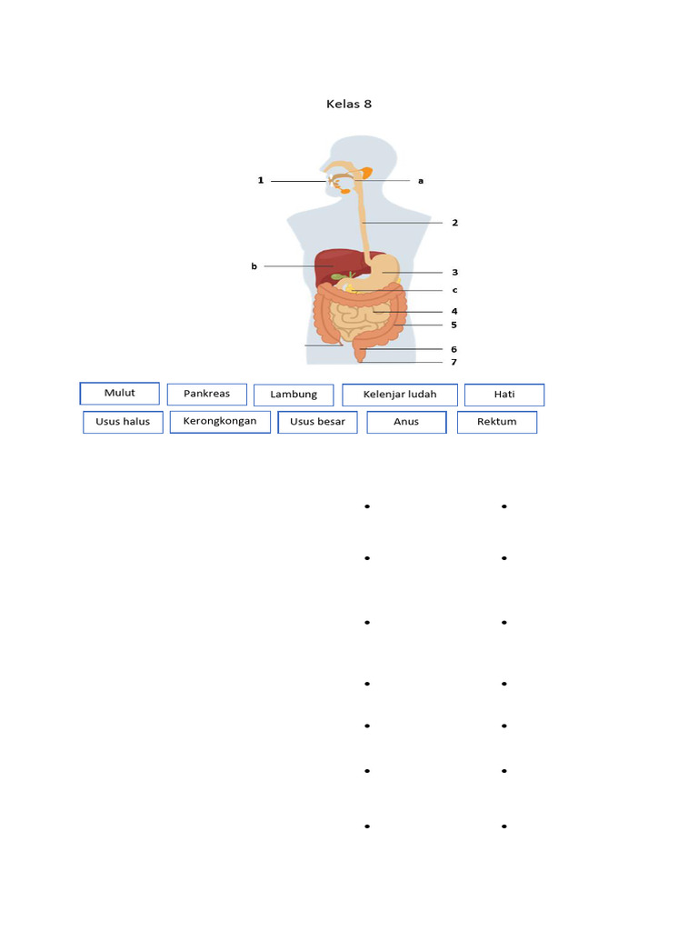Latihan Soal Sistem Pencernaan Manusia | PDF