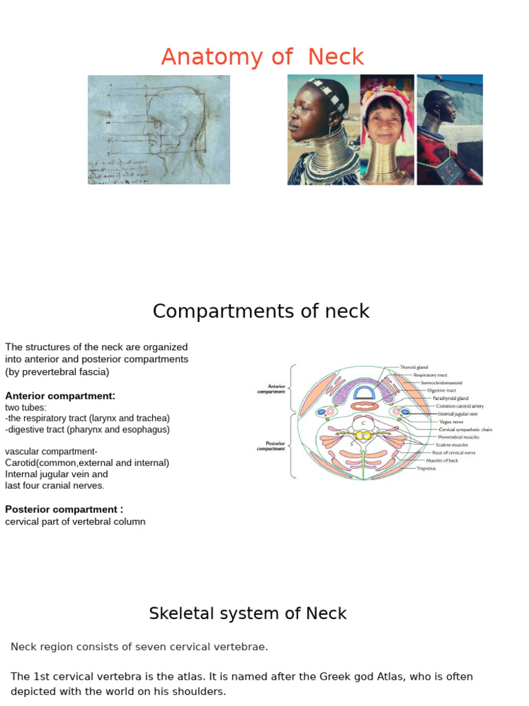 Anatomy For Iitm 3 | PDF