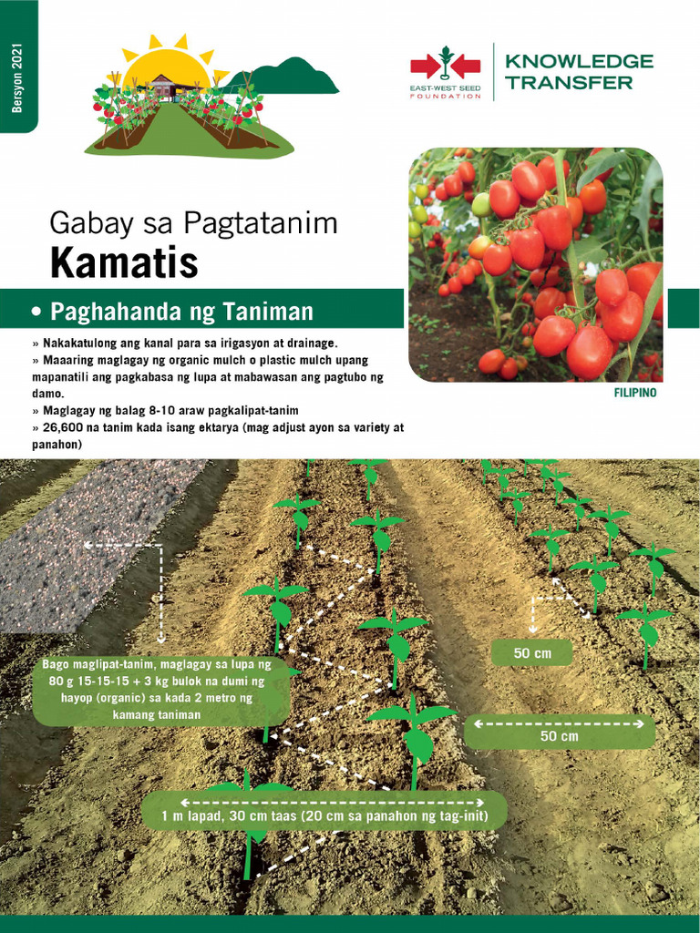 Kamatis | PDF