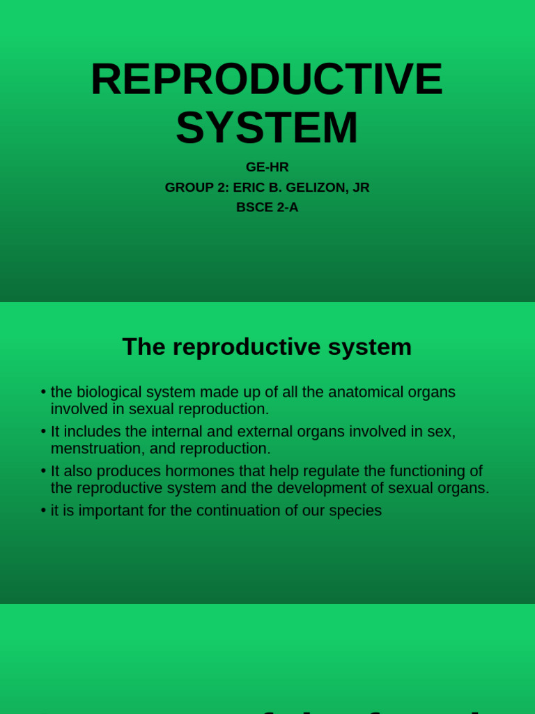 Reproductive System | PDF