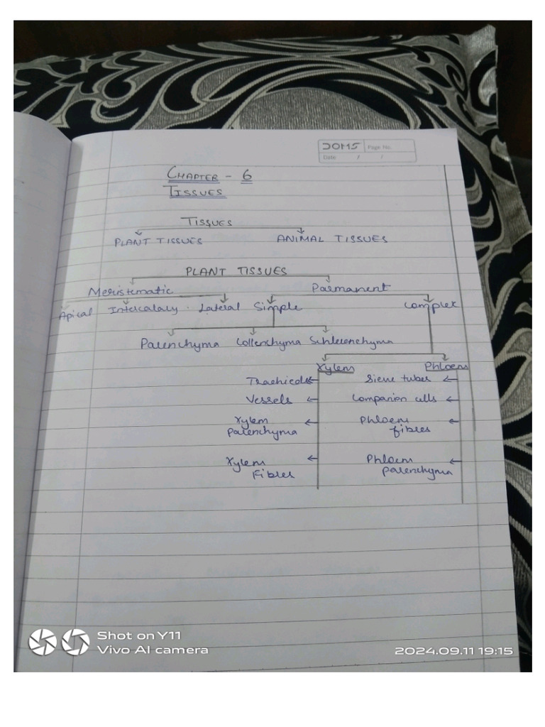 Biology Chapter 6 Plant Tissues | PDF