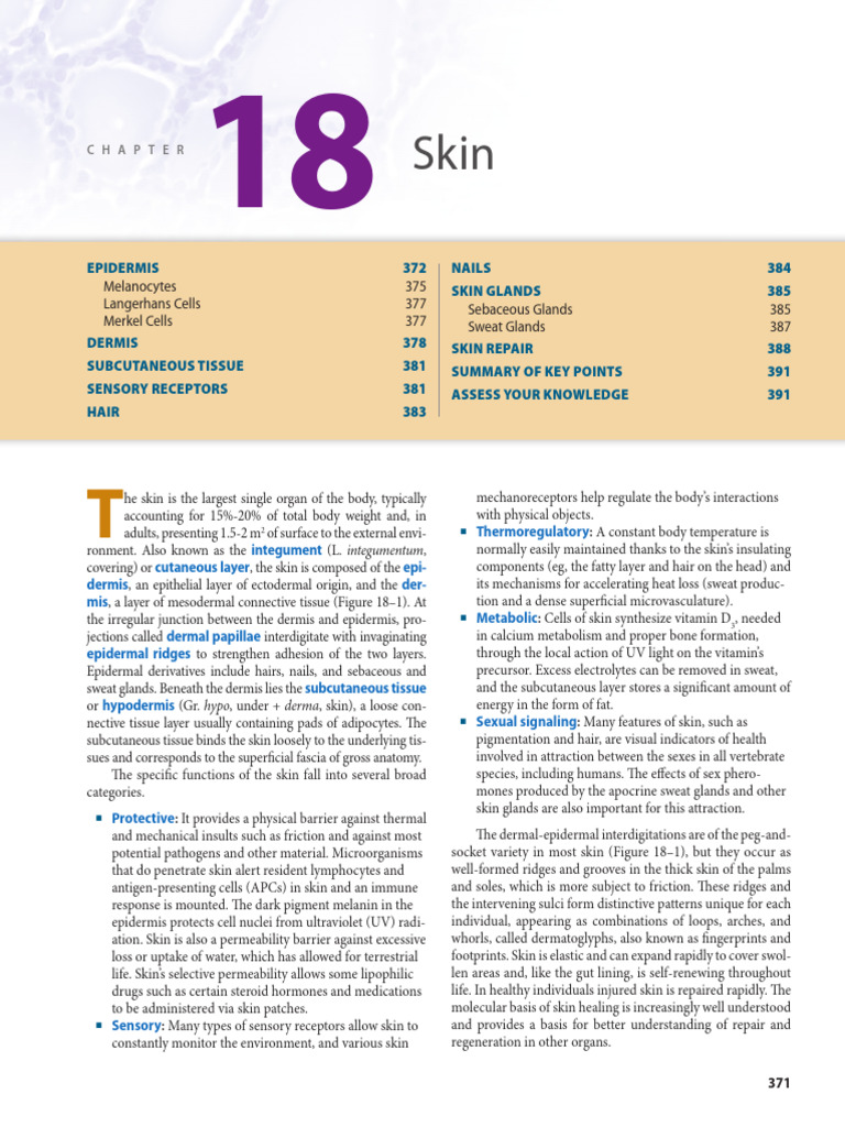 Skin | PDF
