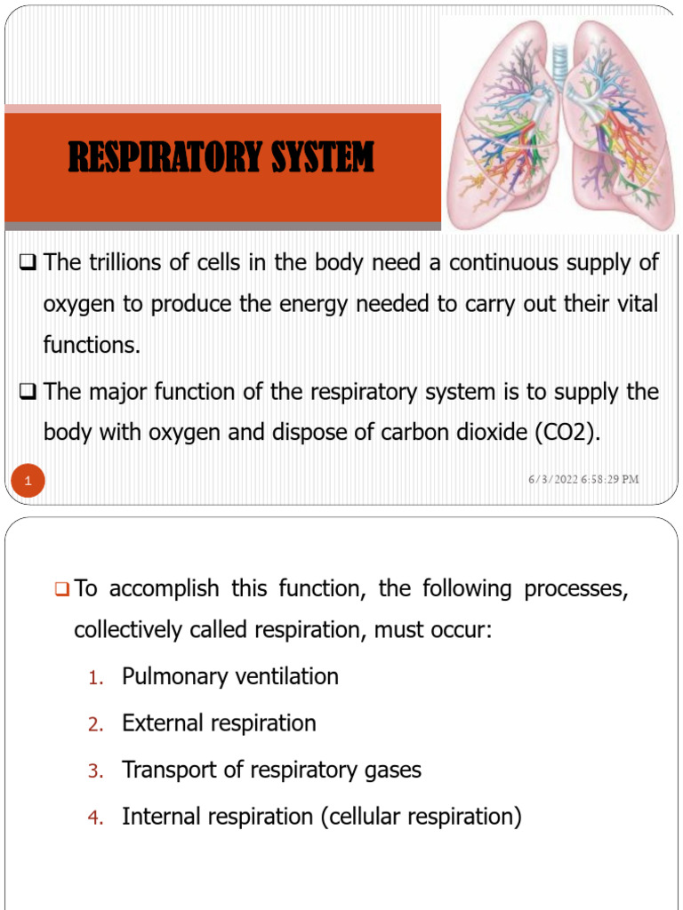 8 Respiratory System 1 | PDF
