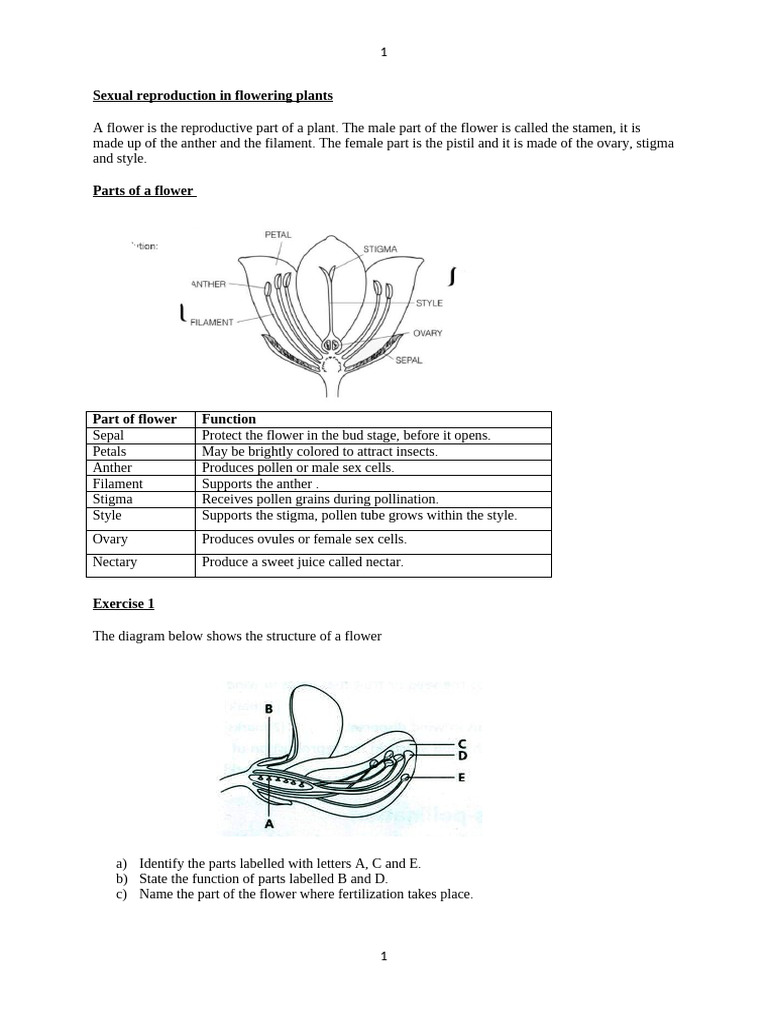Reproduction in Plants | PDF