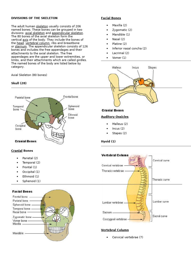 Divisions of The Skeleton Week 5 | PDF