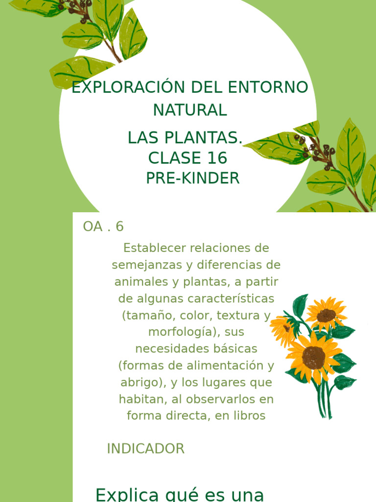Clase 16. Pre - Kinder Las Plantas | PDF
