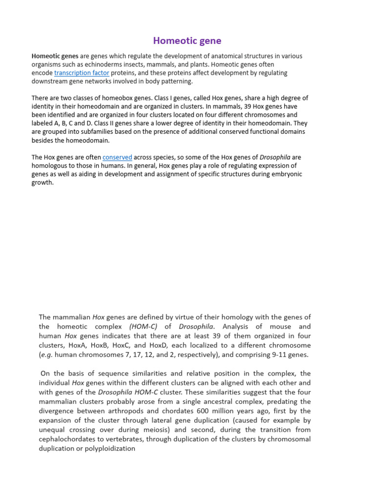 Homeotic Gene | PDF | Molecular Biology | Social Science