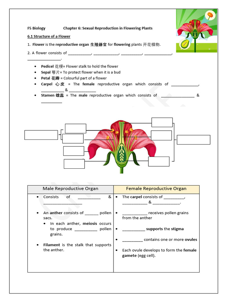Chapter 6 - Sexual Reproduction in Flowering Plants | PDF