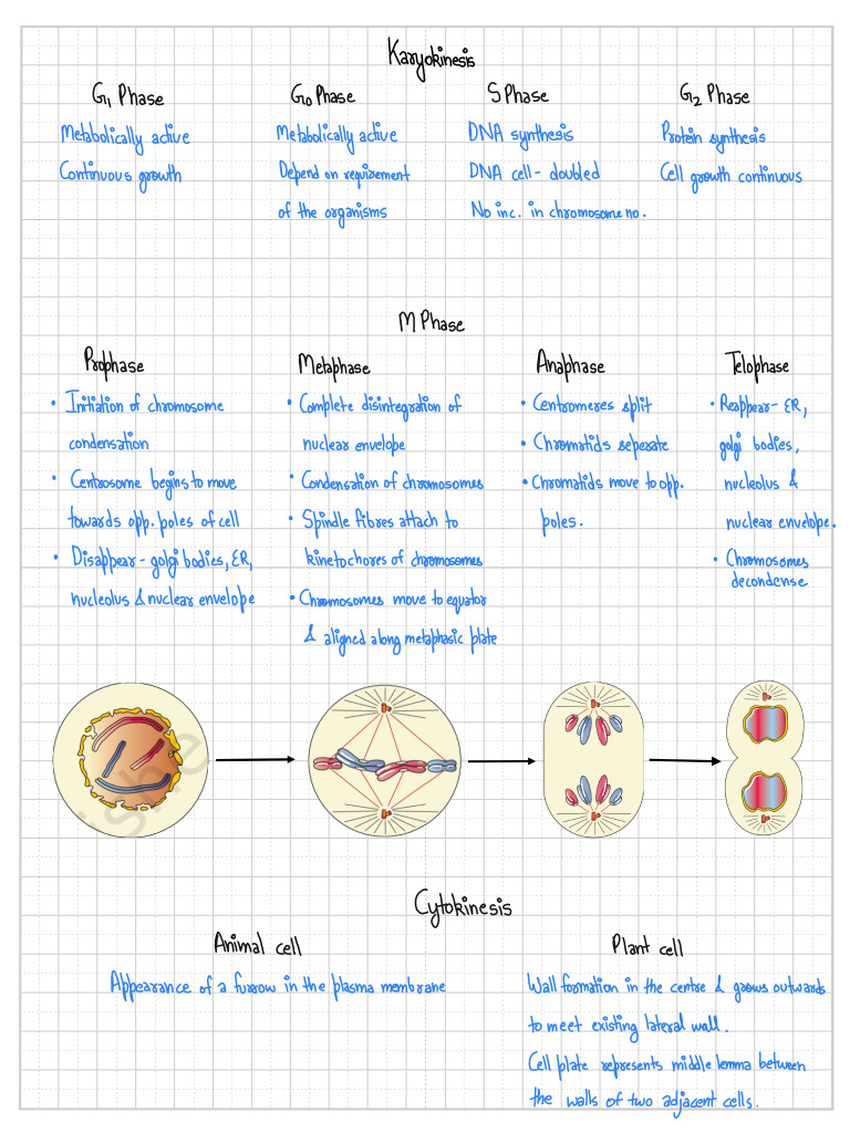 Ch-10 Cell Cycle and Cell Division | PDF
