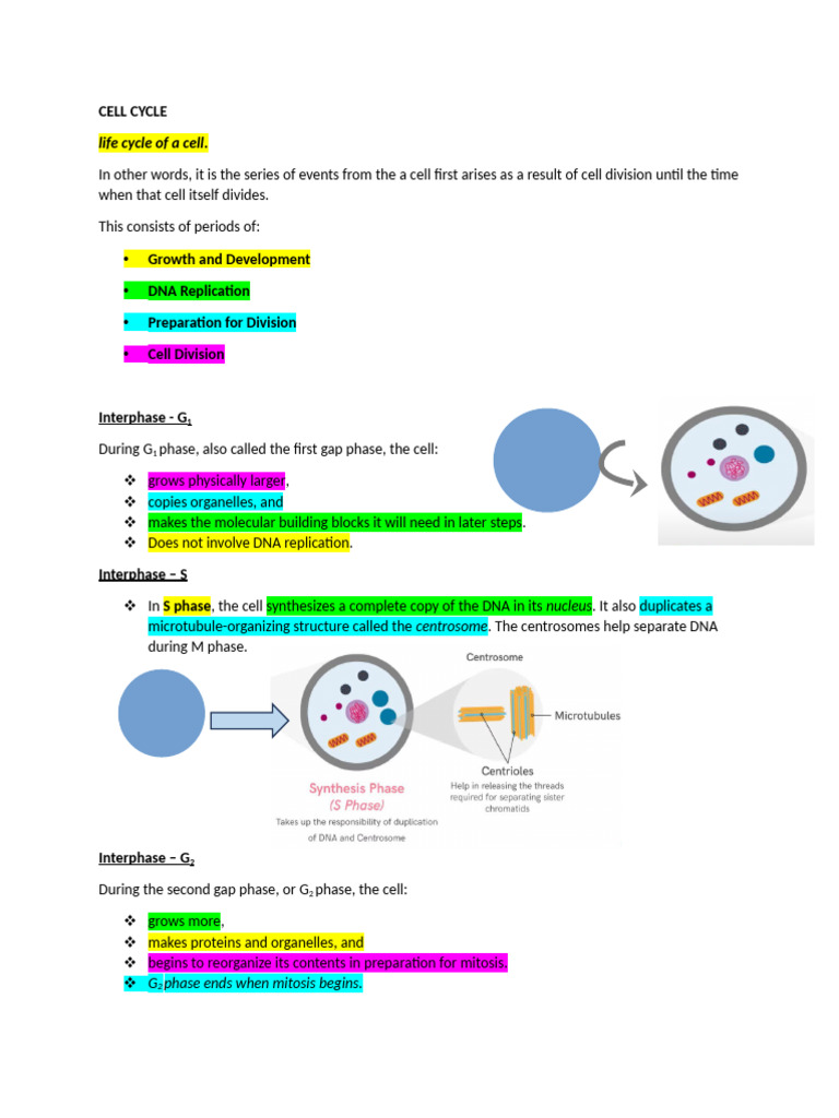 Cell Cycle | PDF