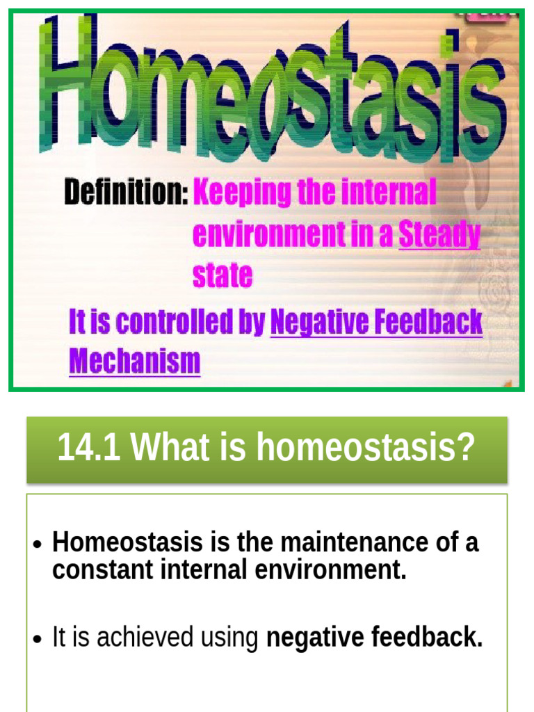 Homeostasis and Negative Feedback | PDF
