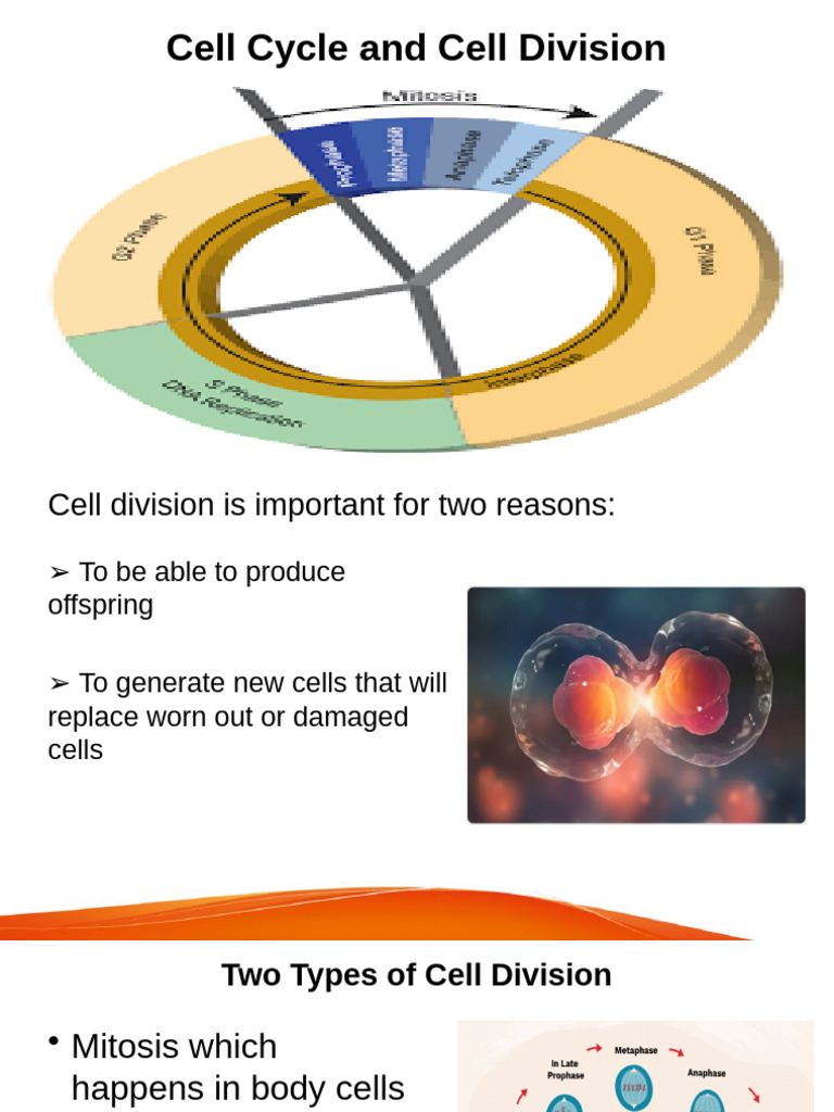Understanding Cell Cycle and Division | PDF | Cancer | Wellness