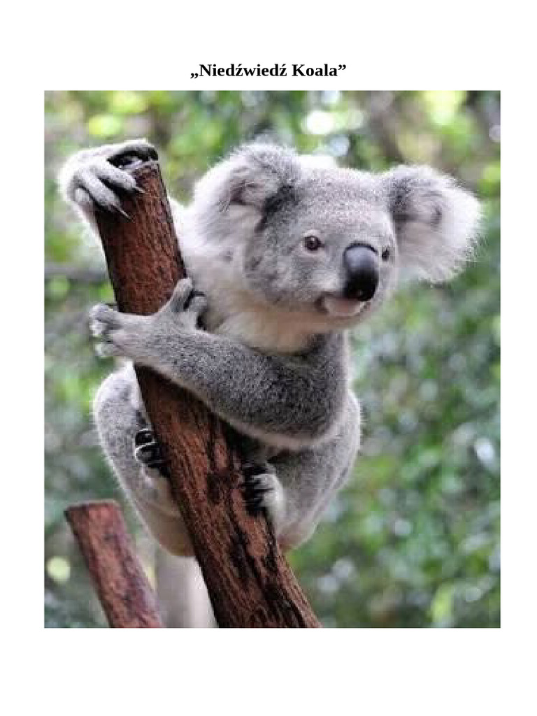Koala | PDF