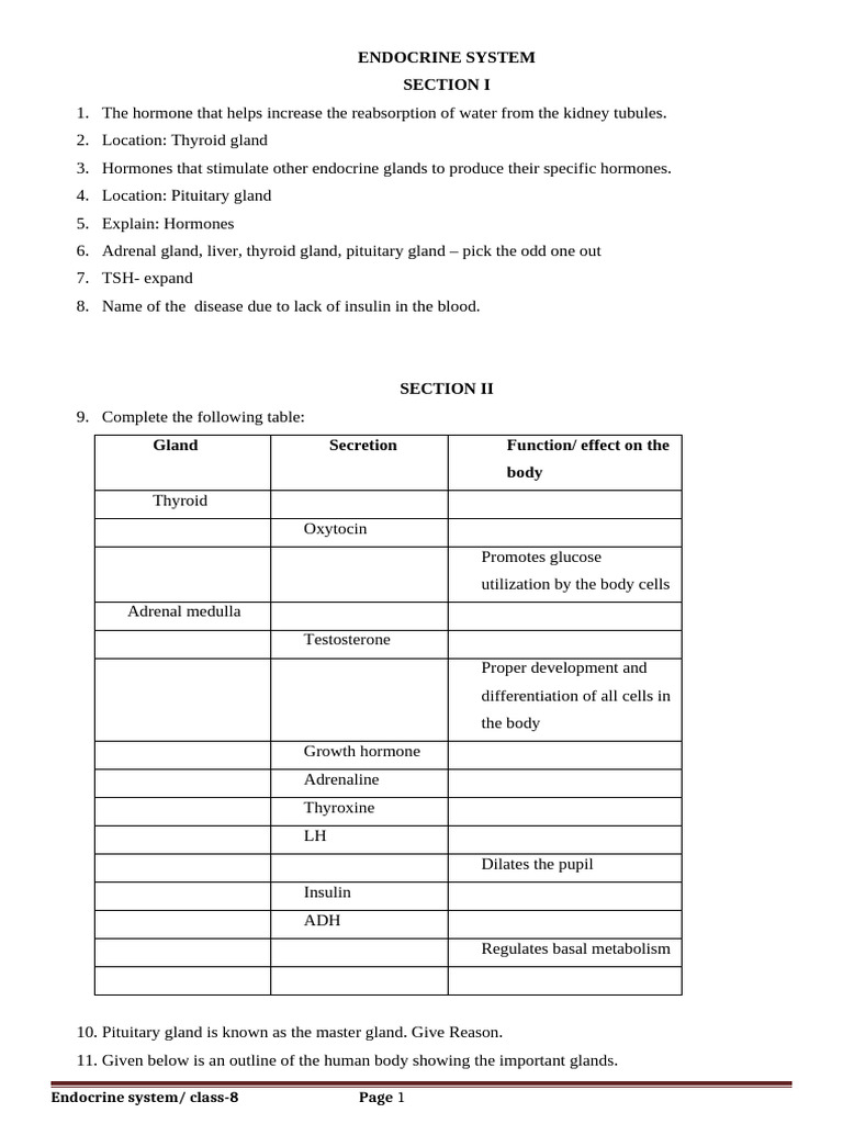 Worksheet- Endocrine System | PDF