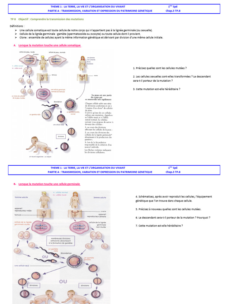 TP 8 Mutation Somatique Et Germinale | PDF