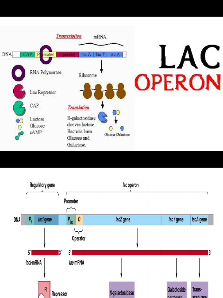 Lac Operon | PDF