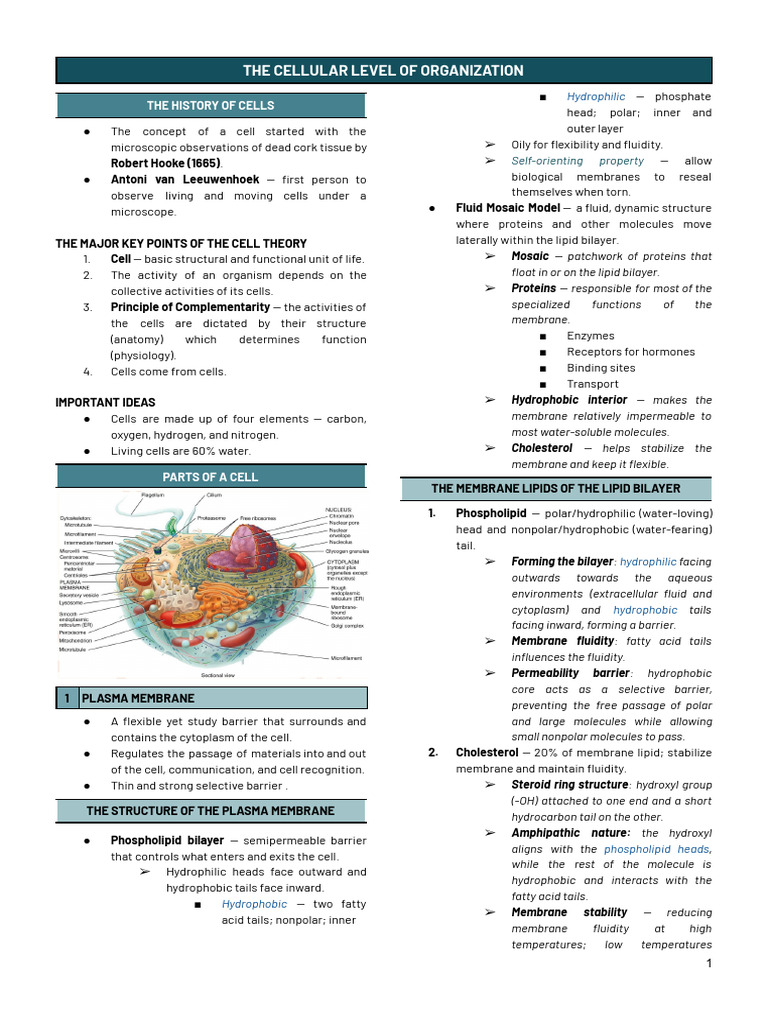 The Cellular Level of Organization ( (Complete) | PDF