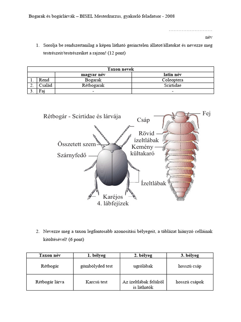 Bogar Feladat 3 | PDF