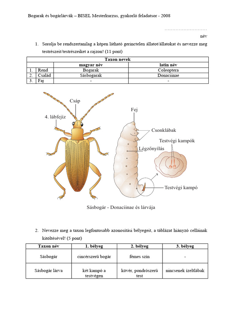 Bogar Feladat 2 | PDF