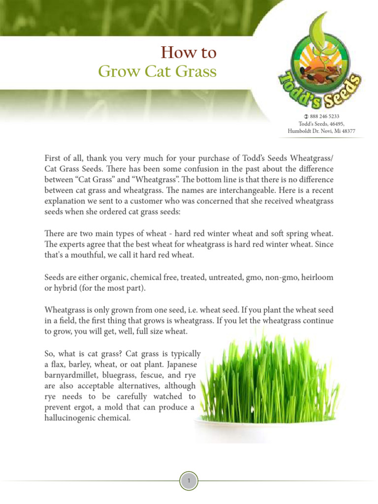 24 How To Grow Cat Grass1 | PDF