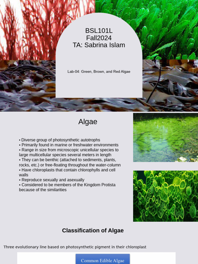 Powerpoint Lab 04 | PDF